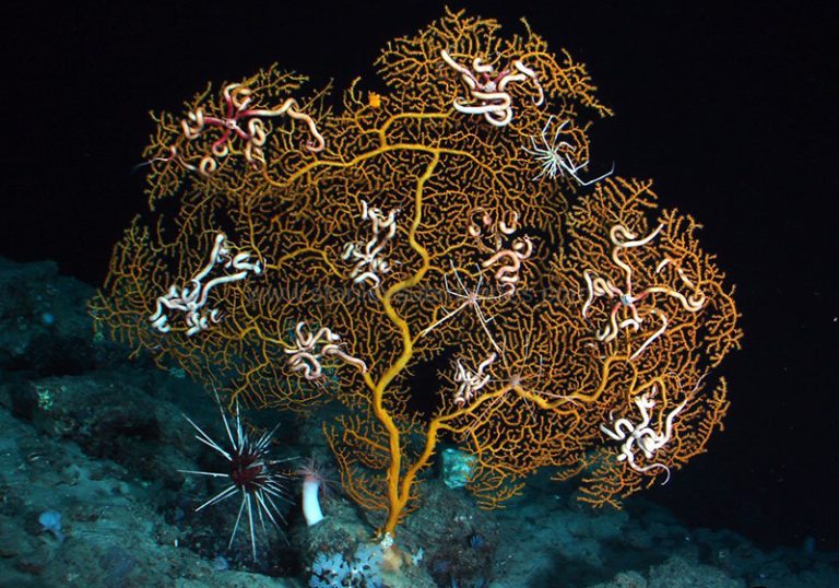 Lophelia Reef Expedition | Roatan Institute of Deepsea Exploration