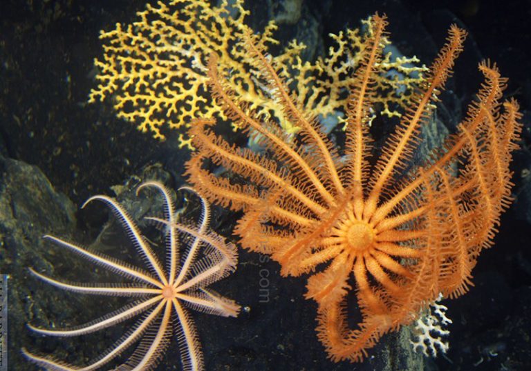 Lophelia Reef Expedition | Roatan Institute of Deepsea Exploration