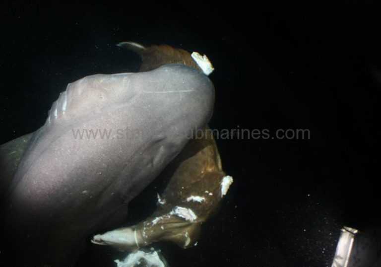 Six-Gill Shark Expedition | Roatan Institute of Deepsea Exploration