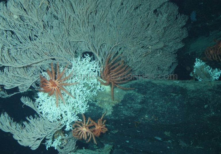 Lophelia Reef Expedition | Roatan Institute of Deepsea Exploration