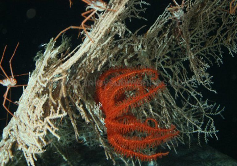 Lophelia Reef Expedition | Roatan Institute of Deepsea Exploration