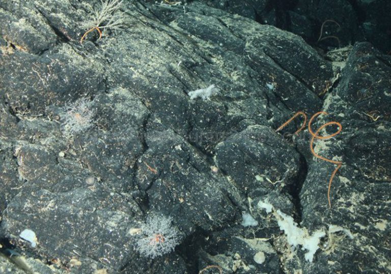 Lophelia Reef Expedition | Roatan Institute of Deepsea Exploration