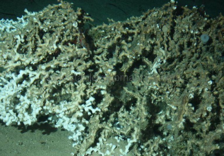 Lophelia Reef Expedition | Roatan Institute of Deepsea Exploration