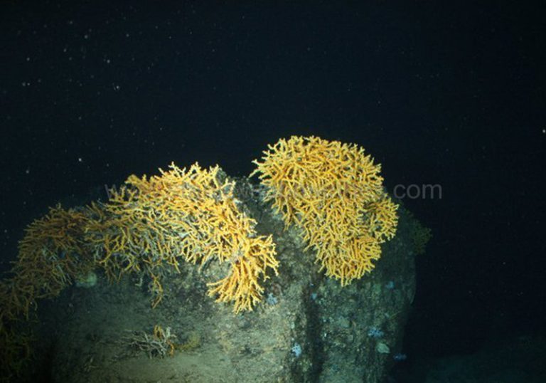 Lophelia Reef Expedition | Roatan Institute of Deepsea Exploration