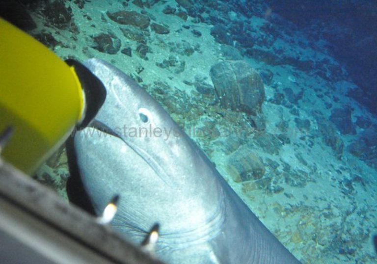Six-Gill Shark Expedition | Roatan Institute of Deepsea Exploration
