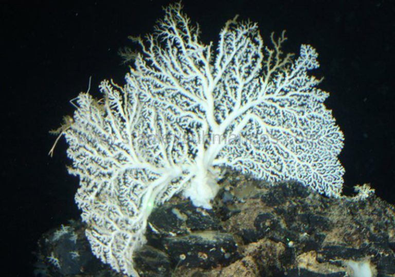 Lophelia Reef Expedition | Roatan Institute of Deepsea Exploration