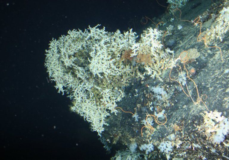 Lophelia Reef Expedition | Roatan Institute of Deepsea Exploration