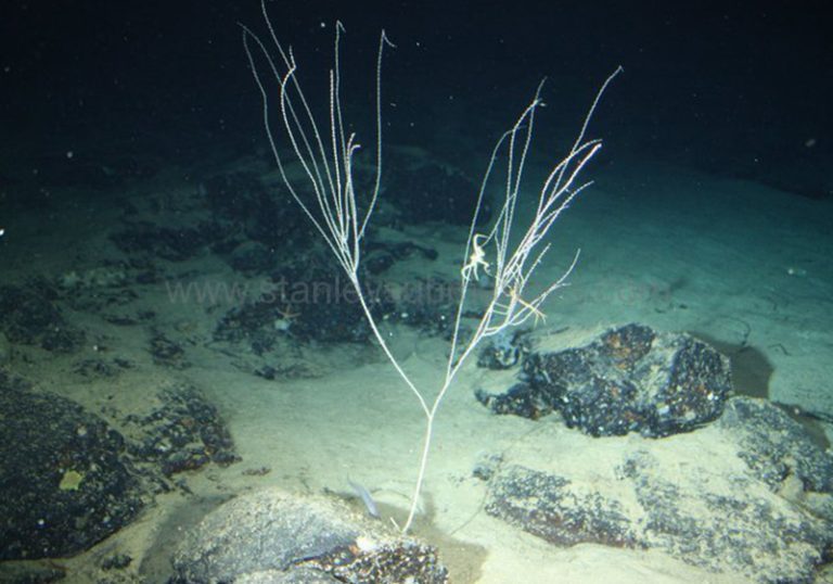 Lophelia Reef Expedition | Roatan Institute of Deepsea Exploration