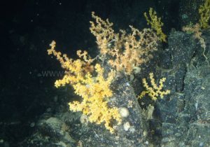 Lophelia Reef Expedition | Roatan Institute of Deepsea Exploration