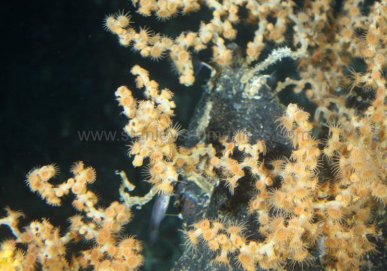 Lophelia Reef Expedition | Roatan Institute of Deepsea Exploration