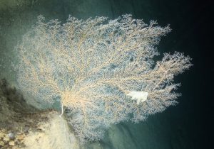 Lophelia Reef Expedition | Roatan Institute of Deepsea Exploration