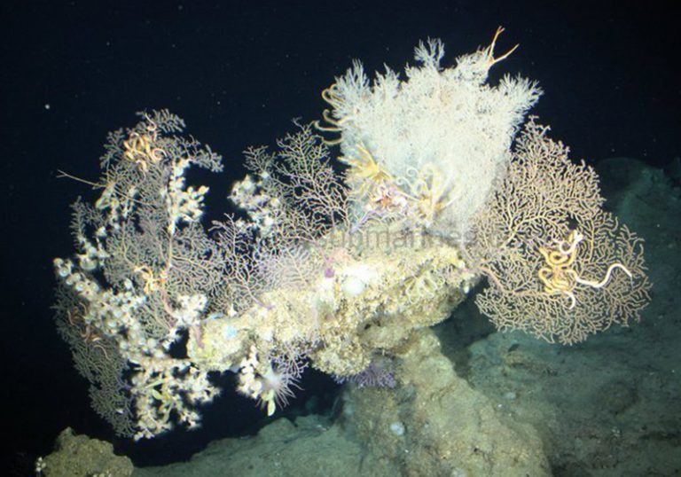 Lophelia Reef Expedition | Roatan Institute of Deepsea Exploration