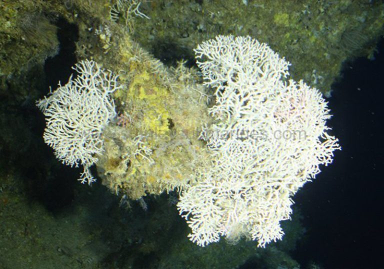 Lophelia Reef Expedition | Roatan Institute of Deepsea Exploration