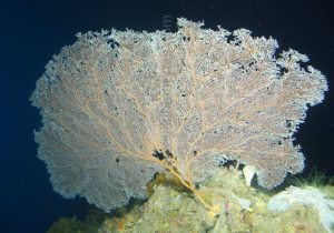 Lophelia Reef Expedition | Roatan Institute of Deepsea Exploration