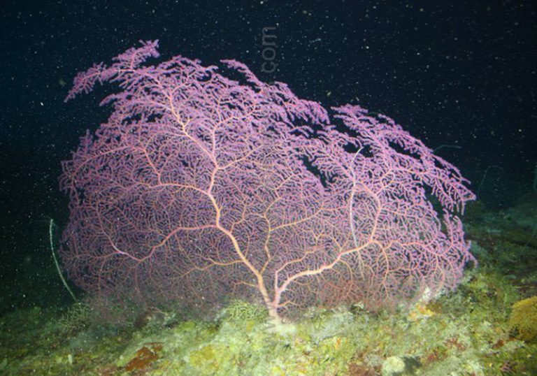 Lophelia Reef Expedition | Roatan Institute of Deepsea Exploration